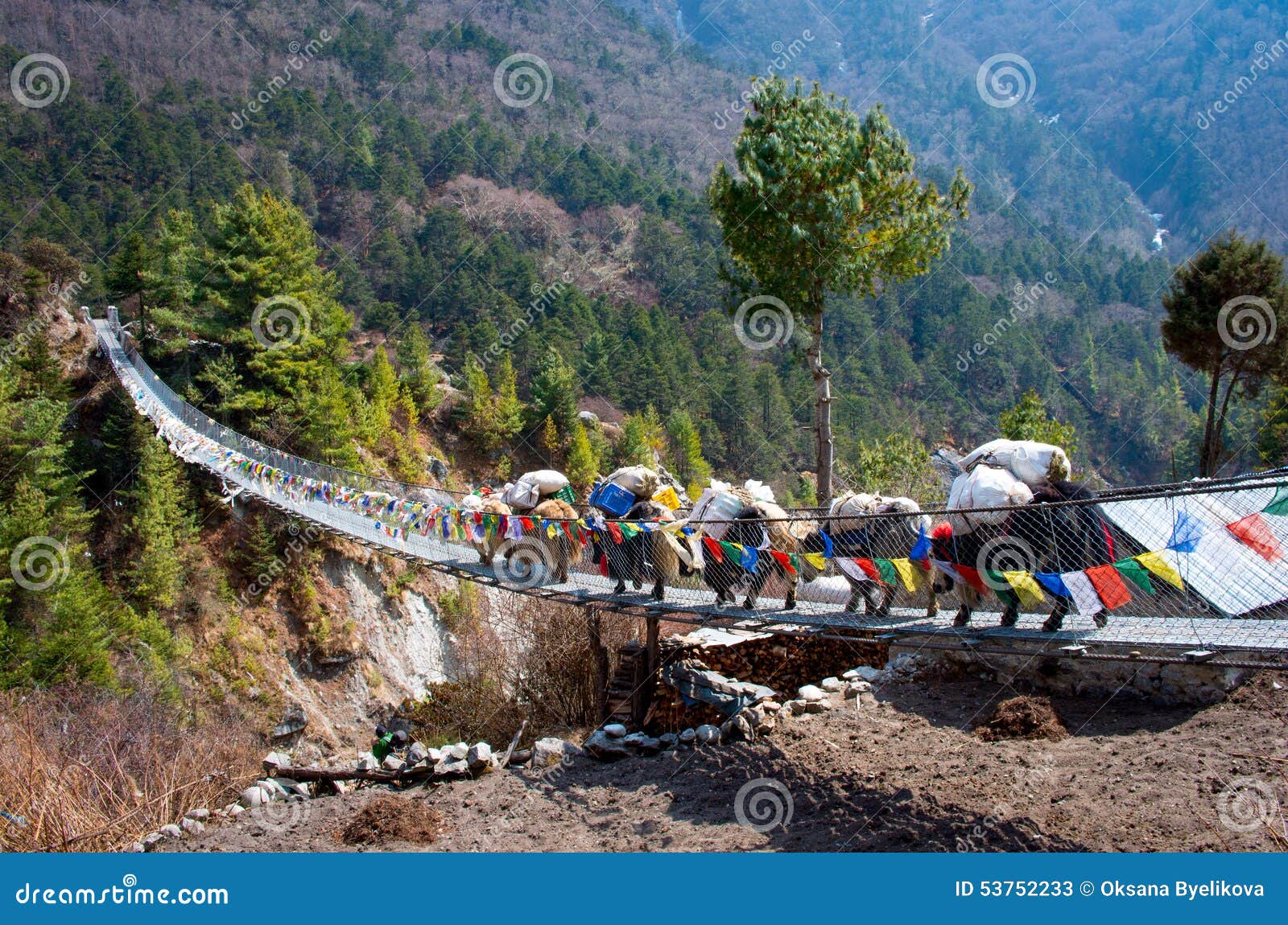 Yak on the bridge in Nepal stock image. Image of culture - 53752233