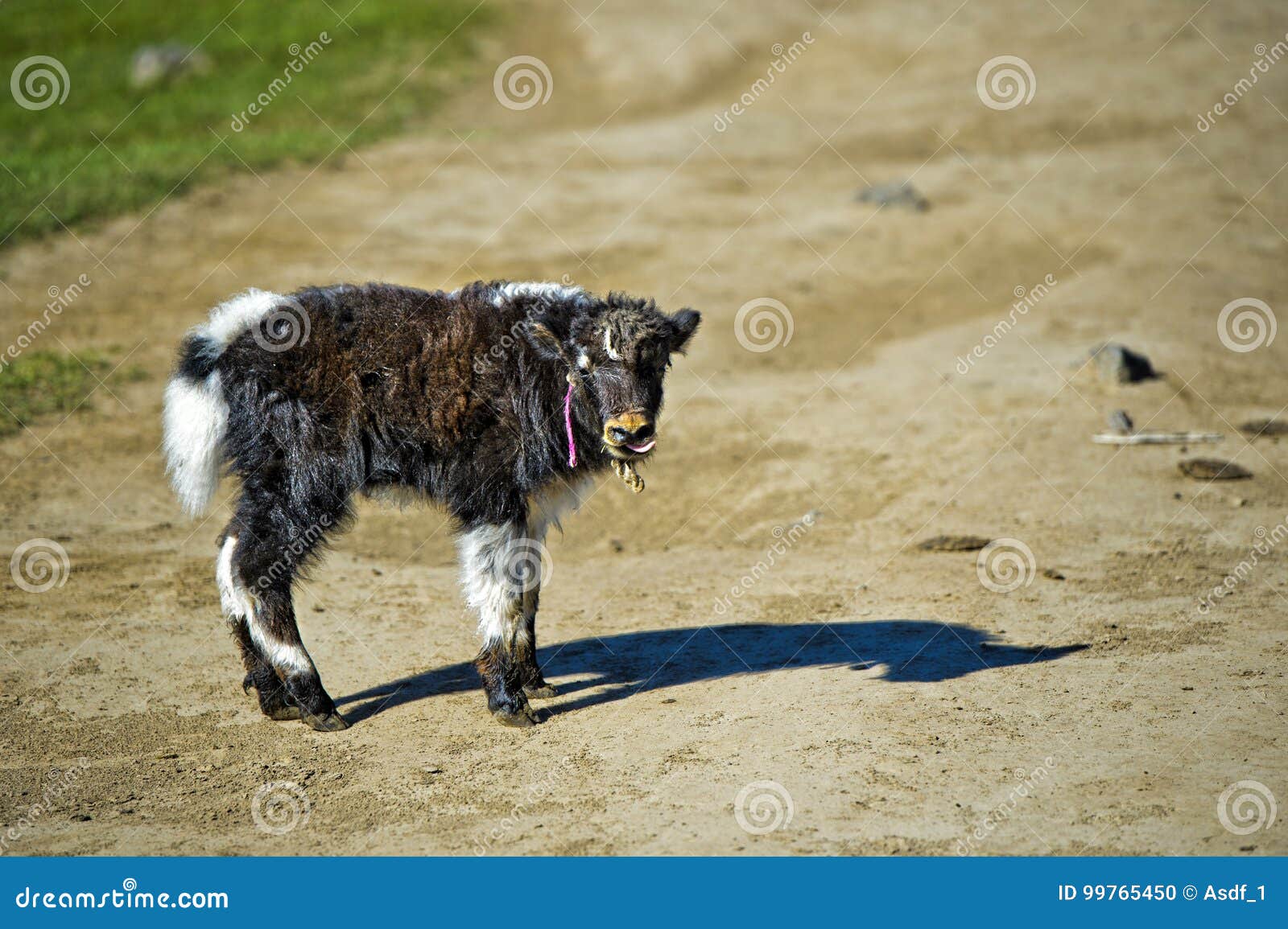 Yak calf stock photo. Image of countryside, agricultural - 99765450