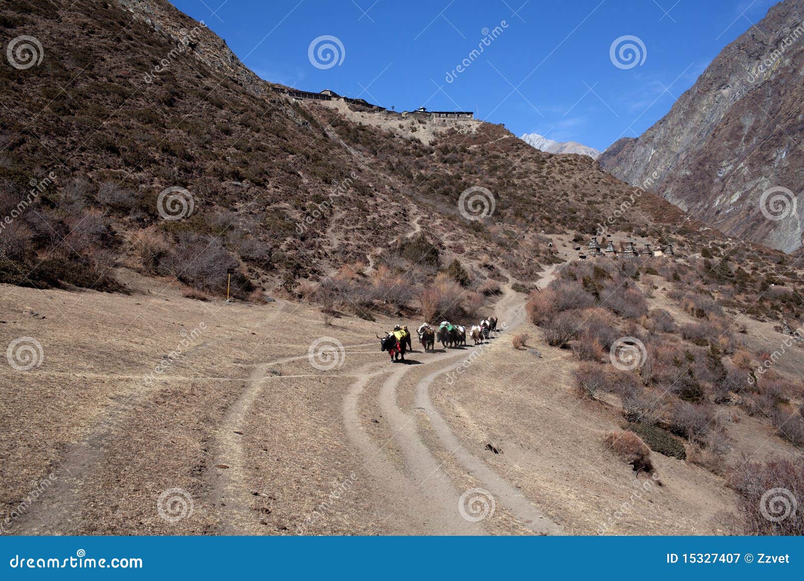 Yak Caravan in the Nepal Himalaya Stock Image - Image of himalaya ...