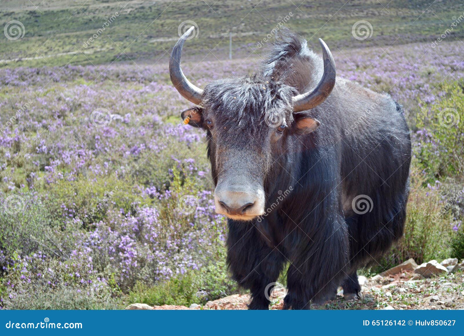 Yak cattle stock photo. Image of domestic, bovine, haired - 65126142
