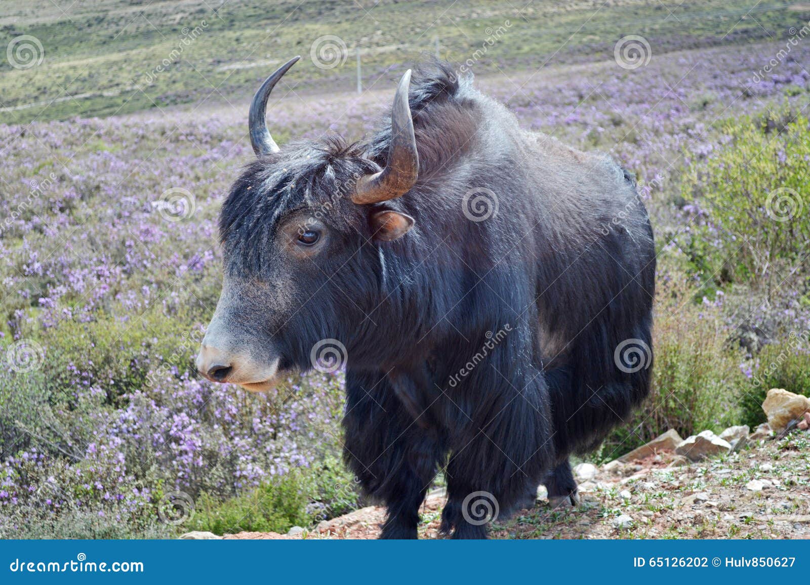 Yak cattle stock photo. Image of field, areas, adult - 65126202