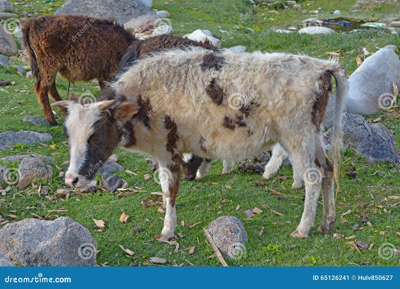 Yak cattle stock image. Image of himalaya, asia, landscape - 65126241