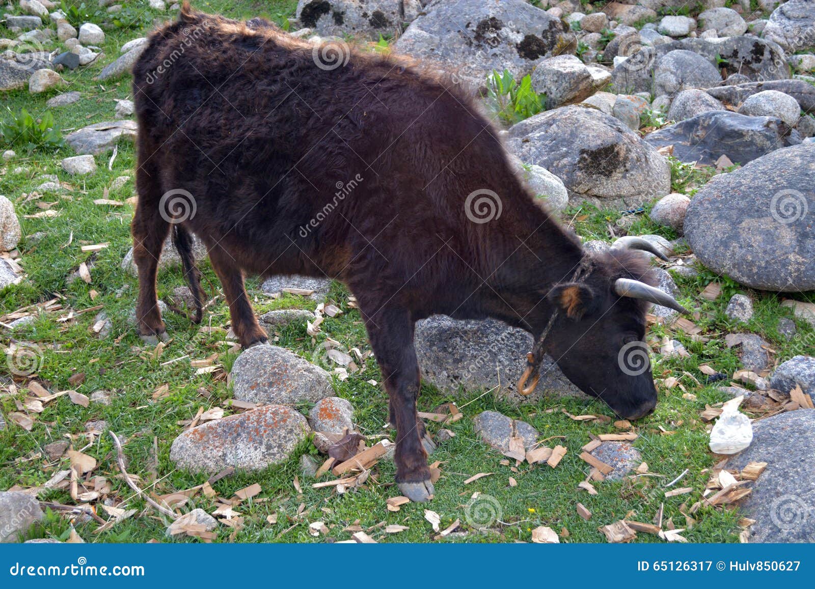 Yak cattle stock image. Image of animal, cattle, hoofed - 65126317