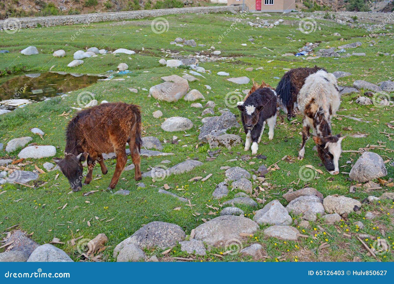 Yak cattle stock image. Image of grazing, horned, feeding - 65126403