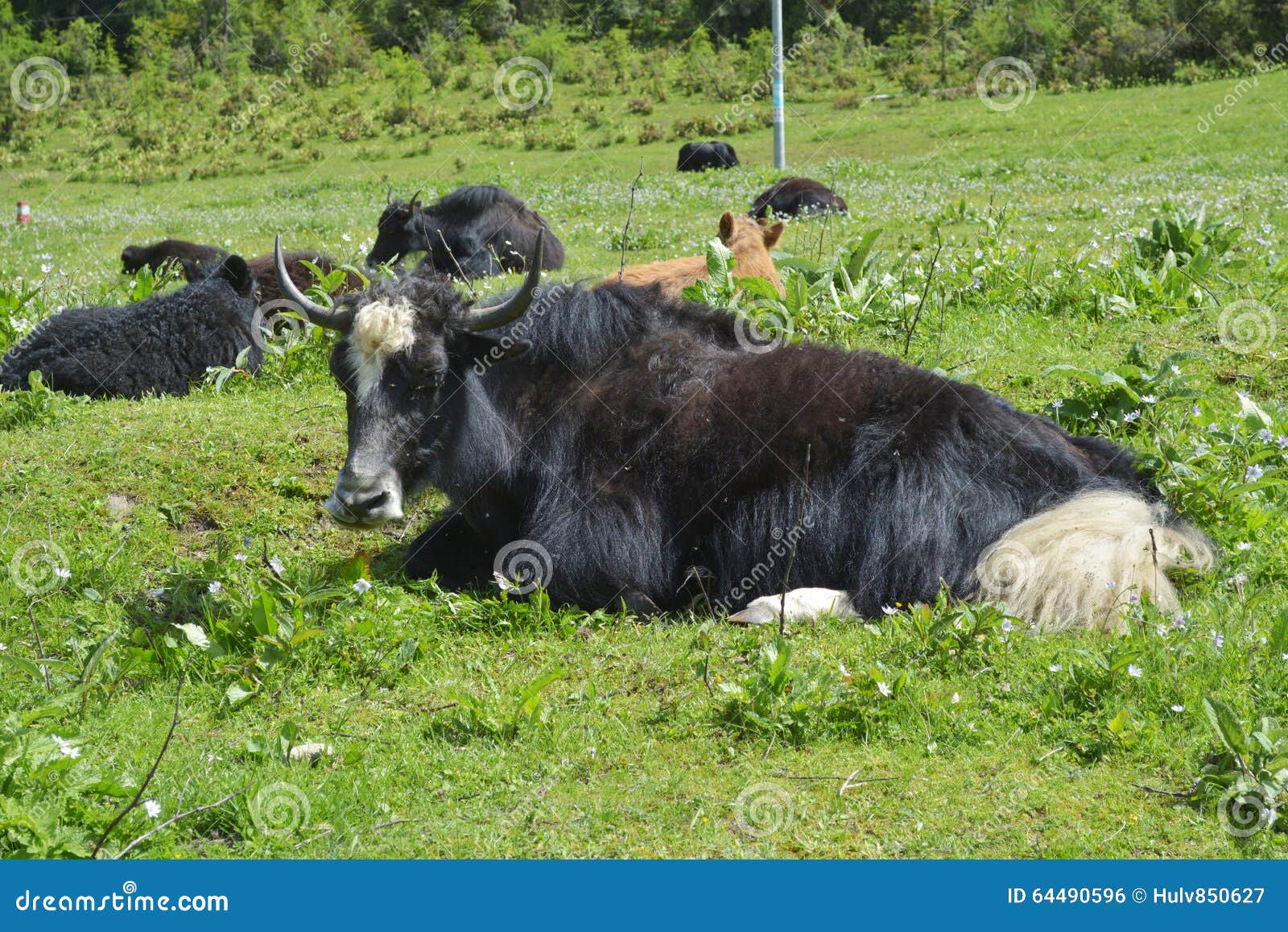 Yak cattle in grass land stock photo. Image of grunniens - 64490596