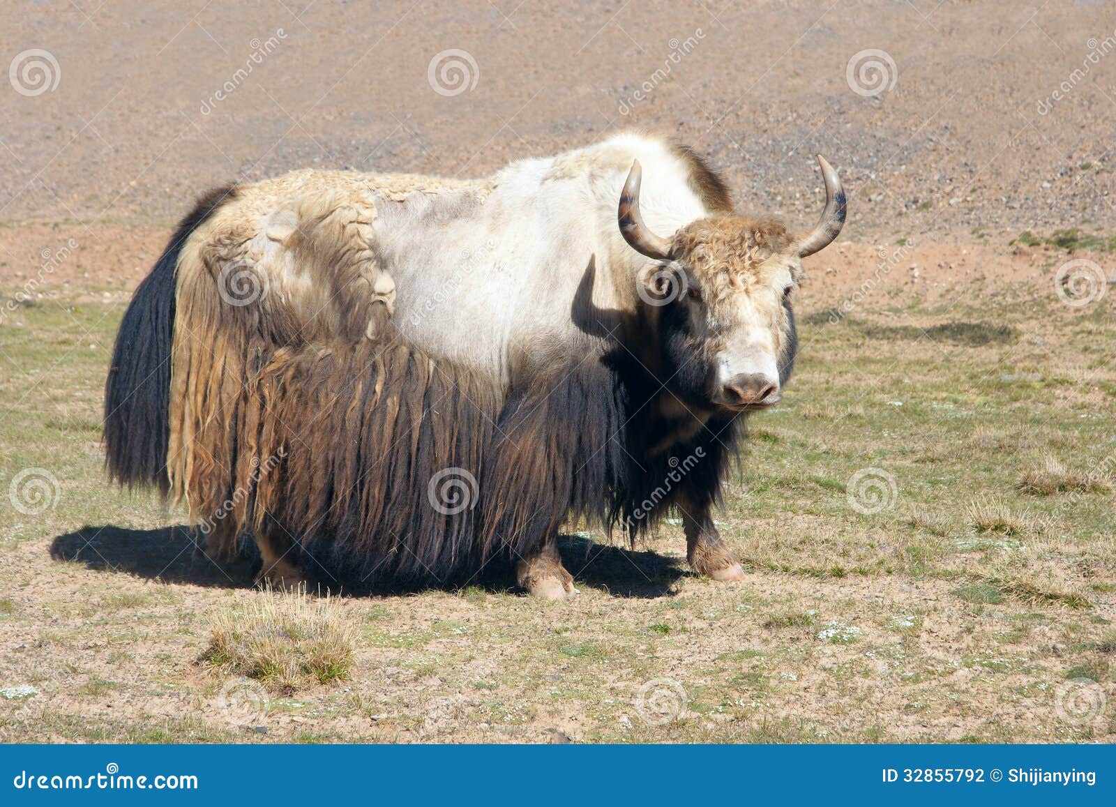 Yak stock photo. Image of animal, hair, grass, cattle - 32855792