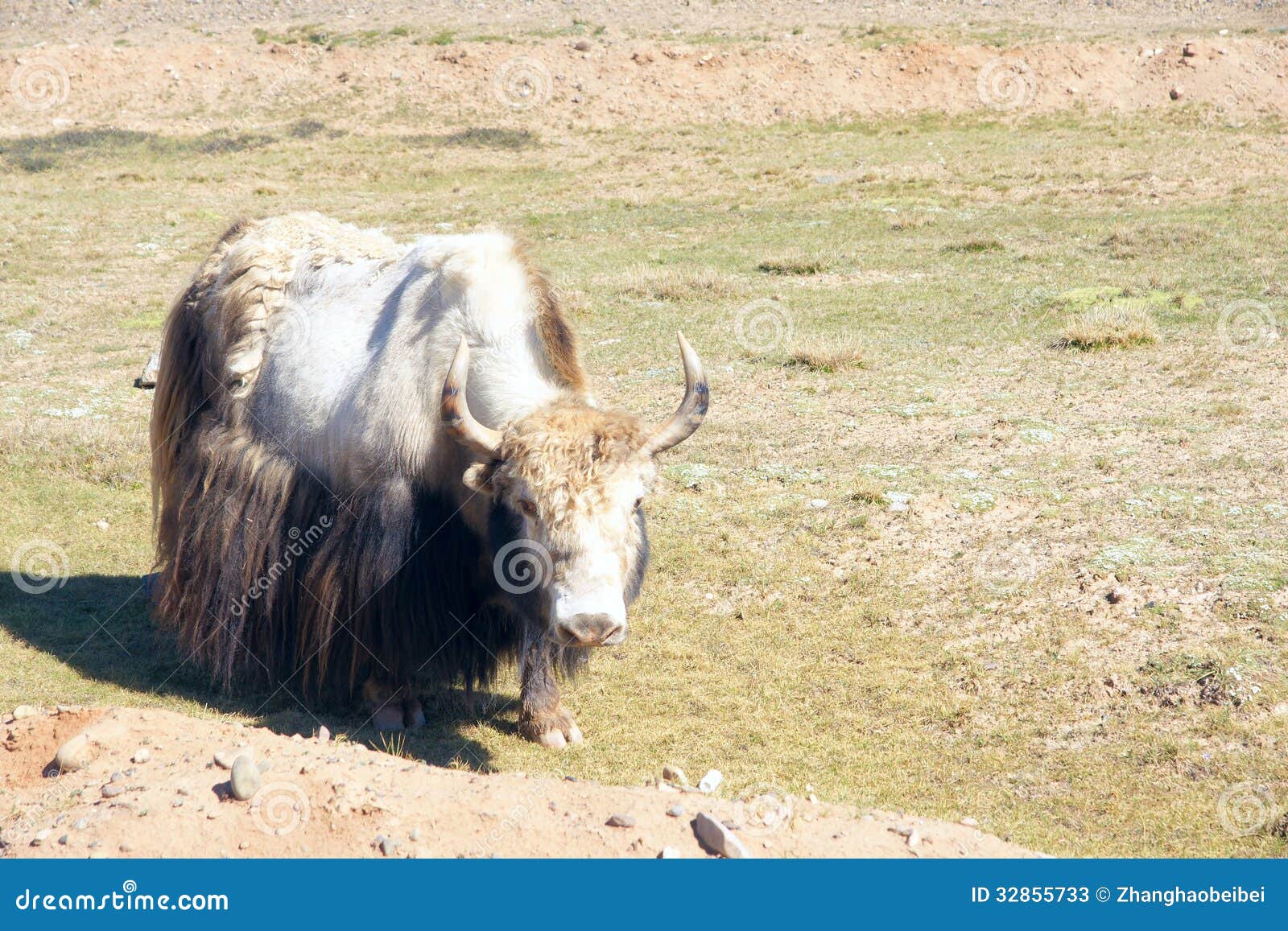 Yak stock image. Image of animals, pasture, animal, cattle - 32855733
