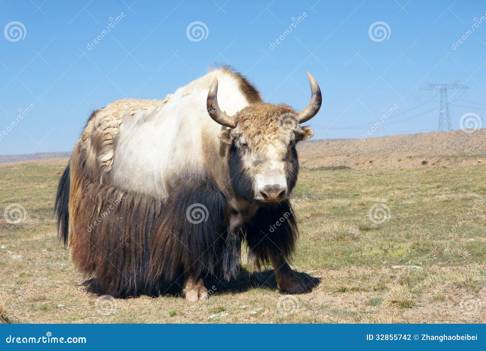 Yak stock photo. Image of grassland, mammal, closeup - 32855742
