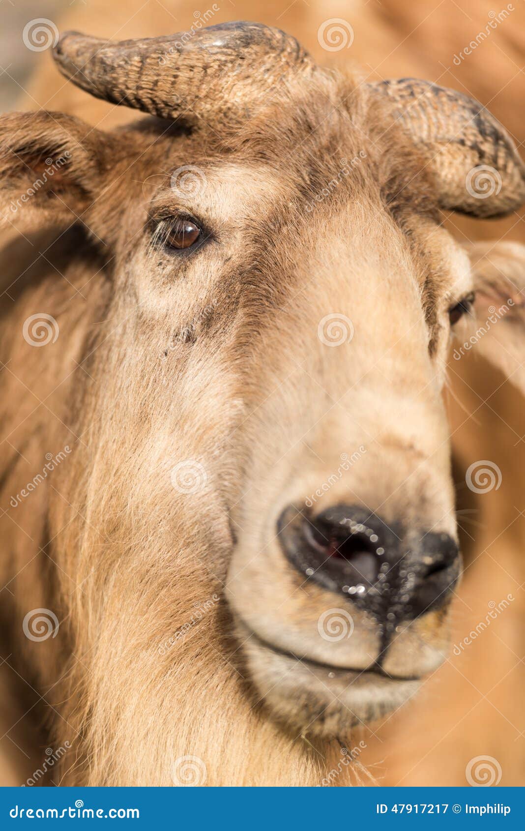 Yak stock image. Image of hoof, face, nature, cattle - 47917217