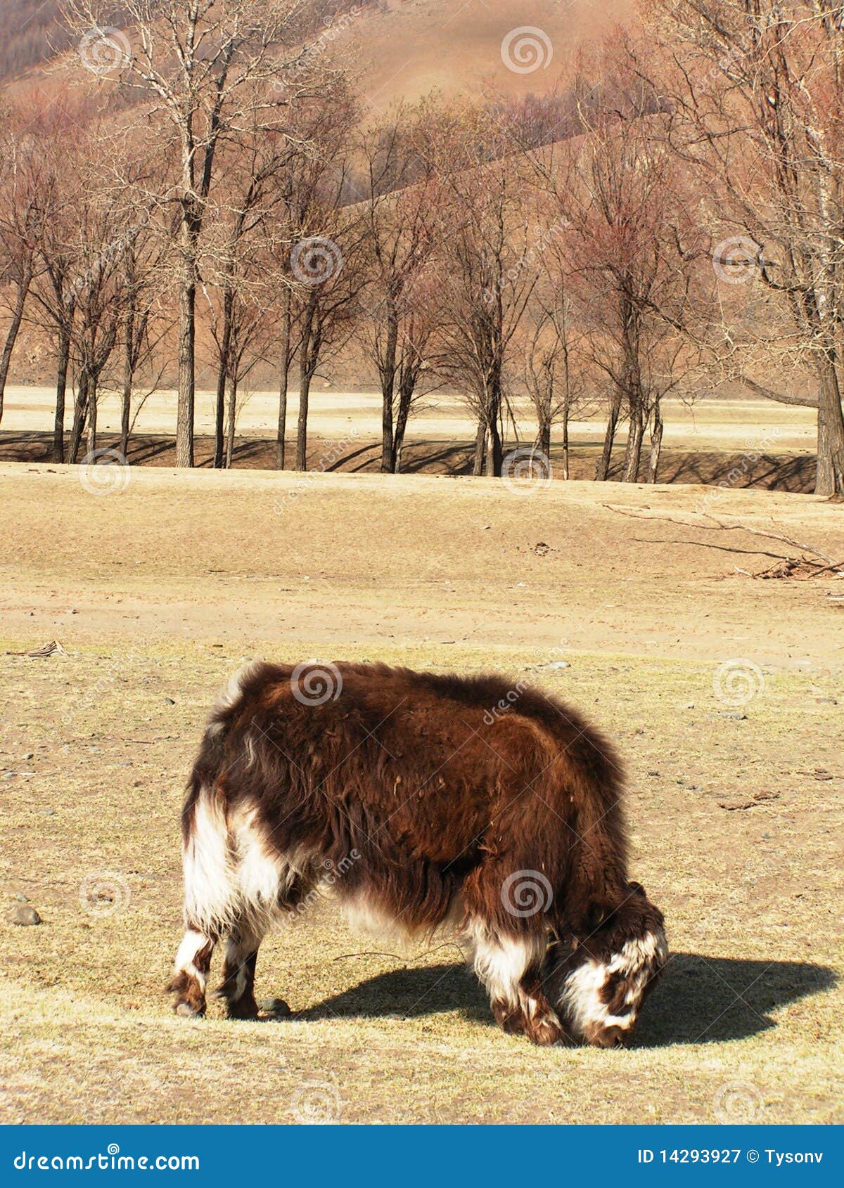 Yak in the countryside stock image. Image of farms, scenic - 14293927