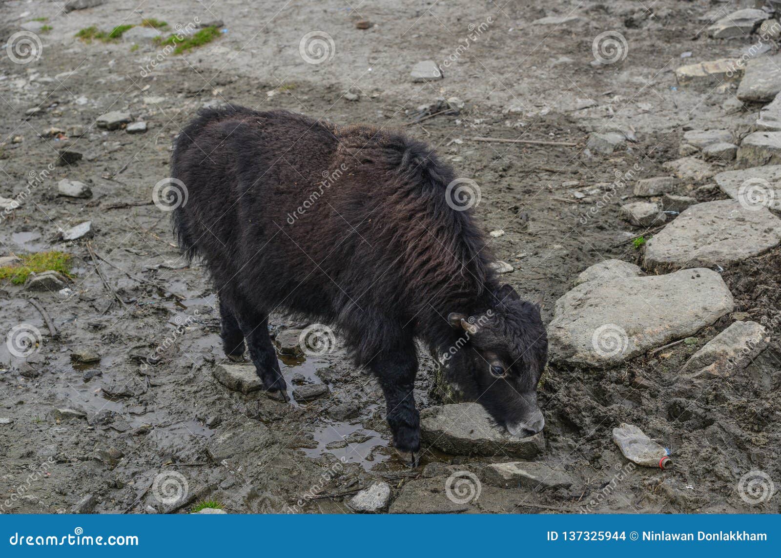 Yak Cow on Mountain of Annapurna, Nepal Stock Photo - Image of animal ...