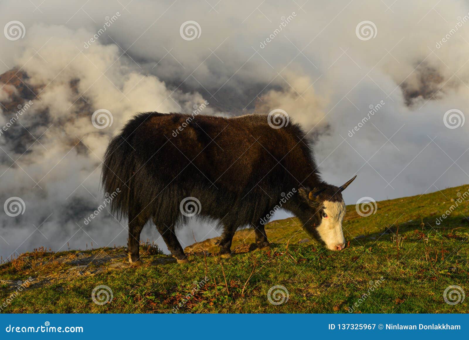 Yak Cow on Mountain of Annapurna, Nepal Stock Image - Image of animal ...