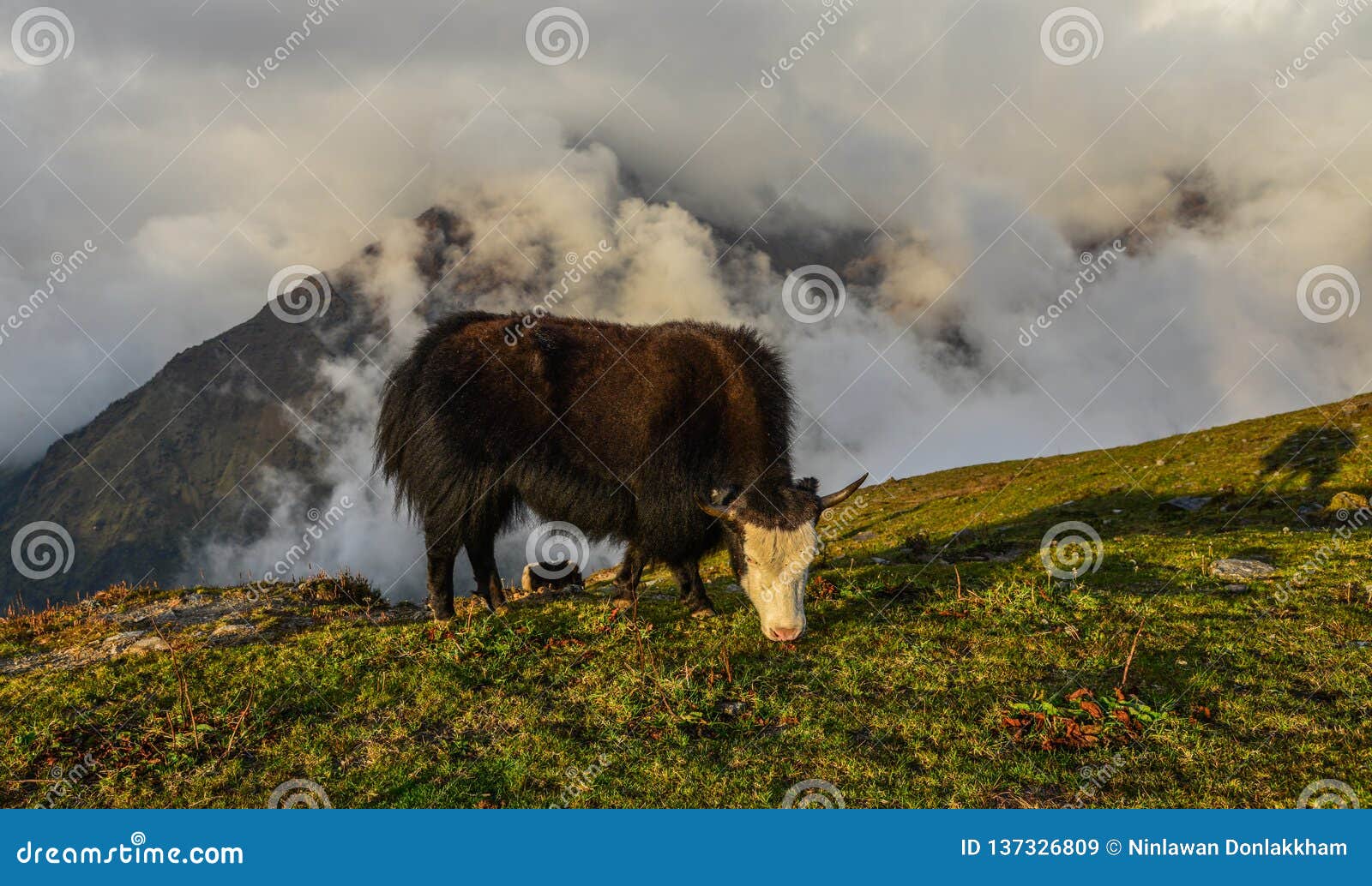 Yak Cow on Mountain of Annapurna, Nepal Stock Image - Image of beast ...