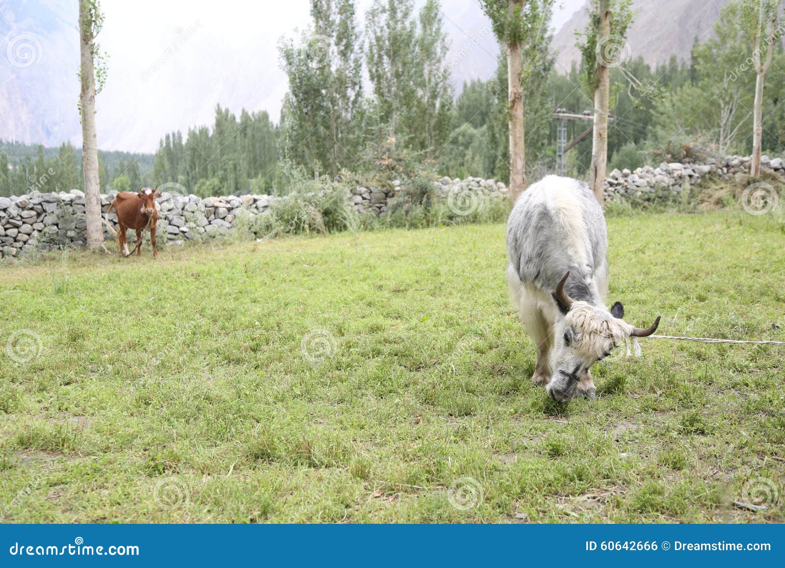 Yak and Cow in the Pastures Stock Photo - Image of boys, enjoying: 60642666