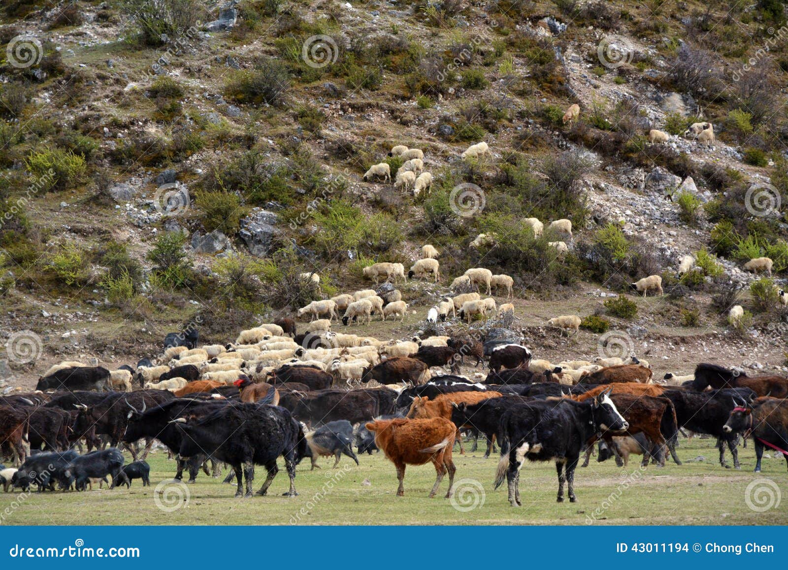 Yak crowd on field stock photo. Image of grass, yaks - 43011194