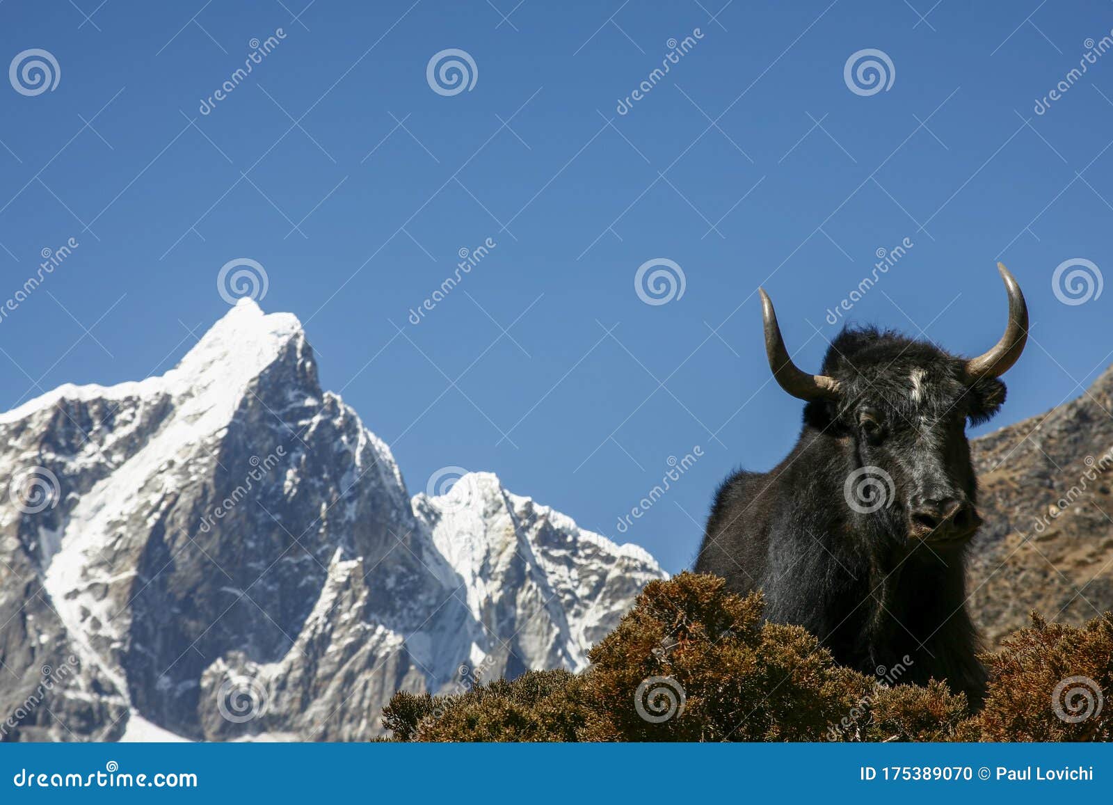 Yak on the Everest Trail in Nepal Stock Photo - Image of trek, walkers ...