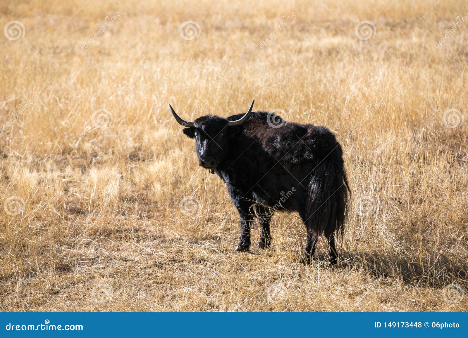 Yak in farm of Tibet China stock photo. Image of bullfighter - 149173448