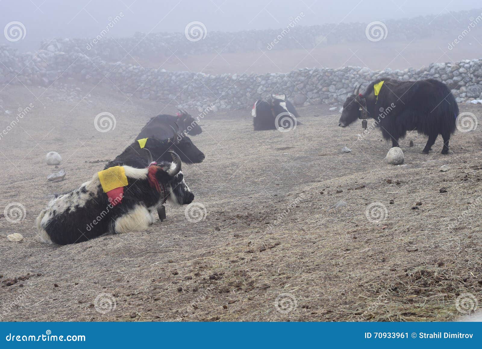 Yak farm. stock image. Image of expedition, himalaya - 70933961