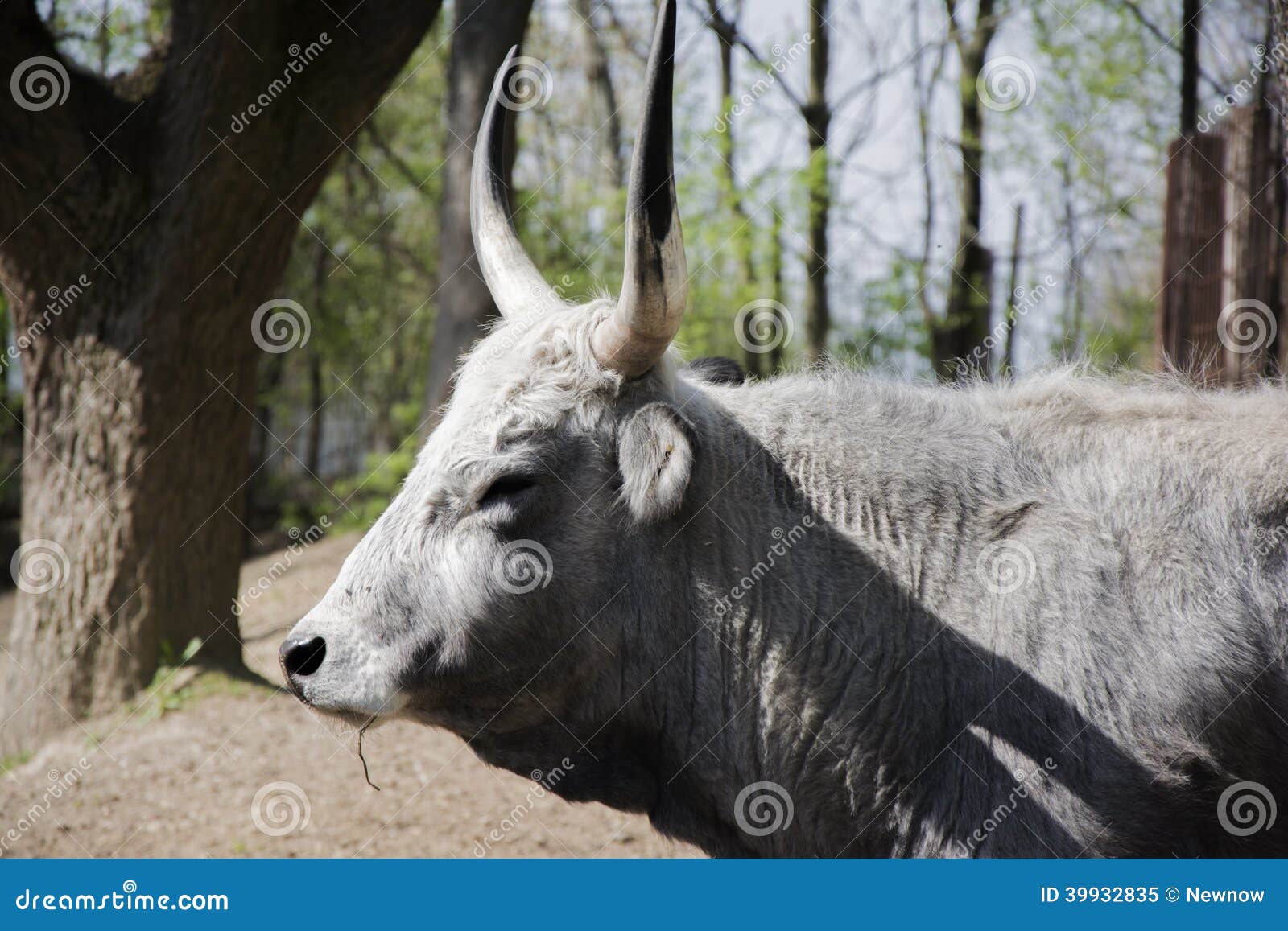 Yak female resting in sun stock image. Image of milk - 39932835