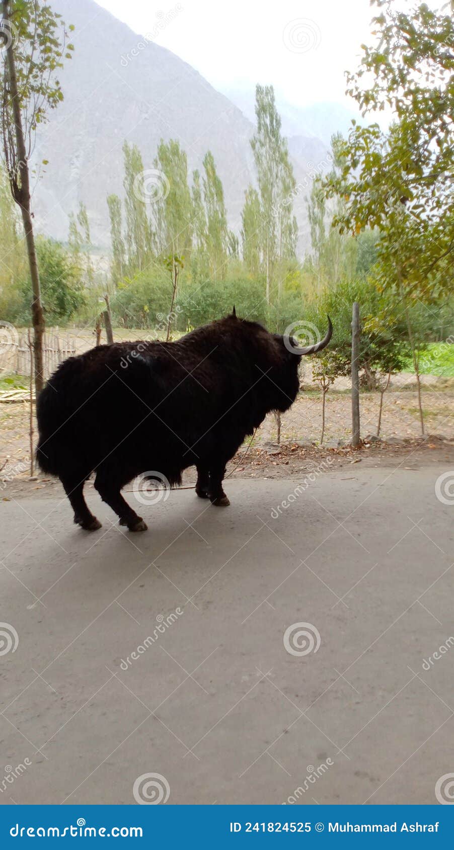 Yak forester stock image. Image of yark, animal, farm - 241824525