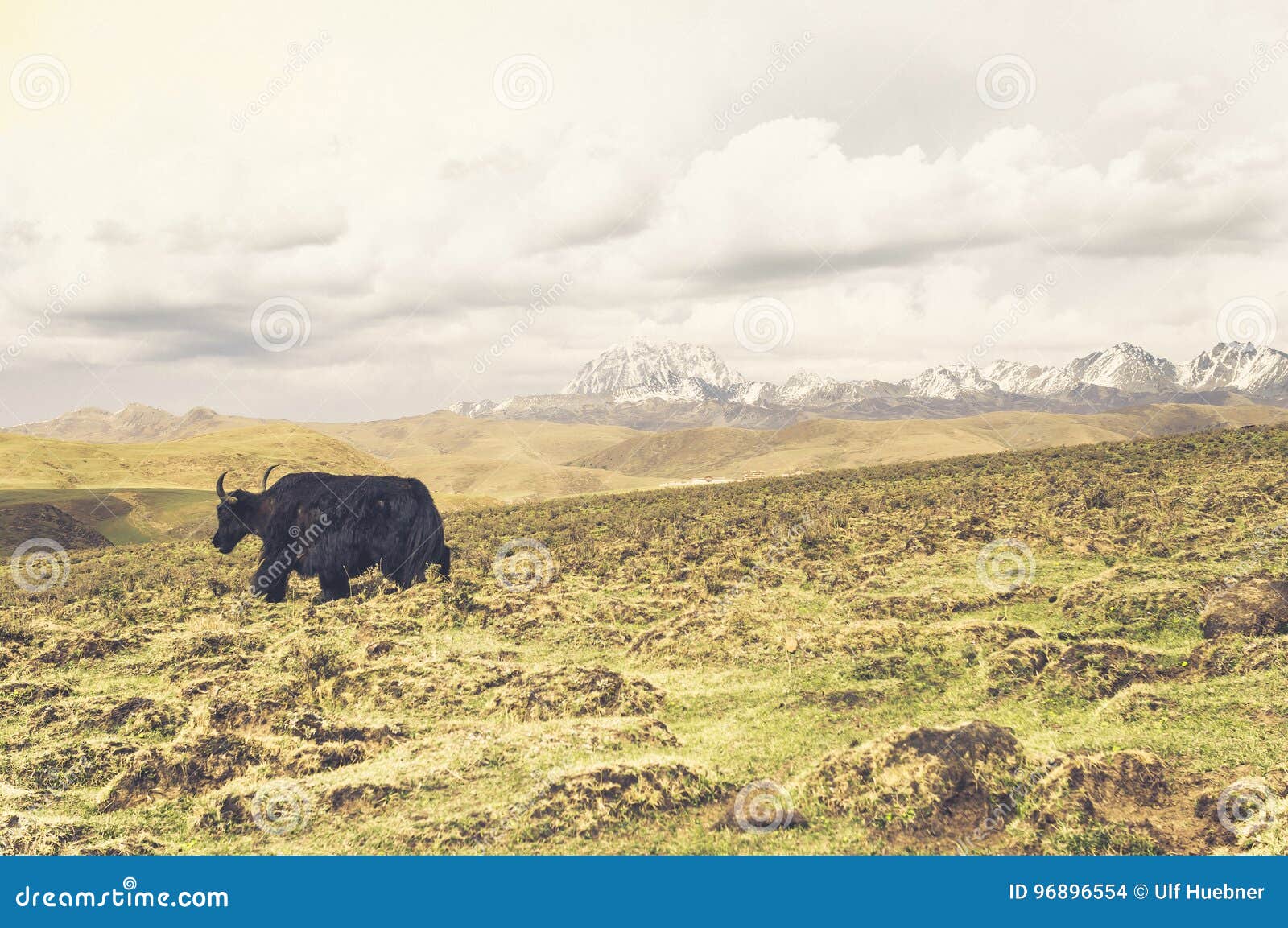 Yak in the Front of Tibetan Mountains of China Stock Photo - Image of ...
