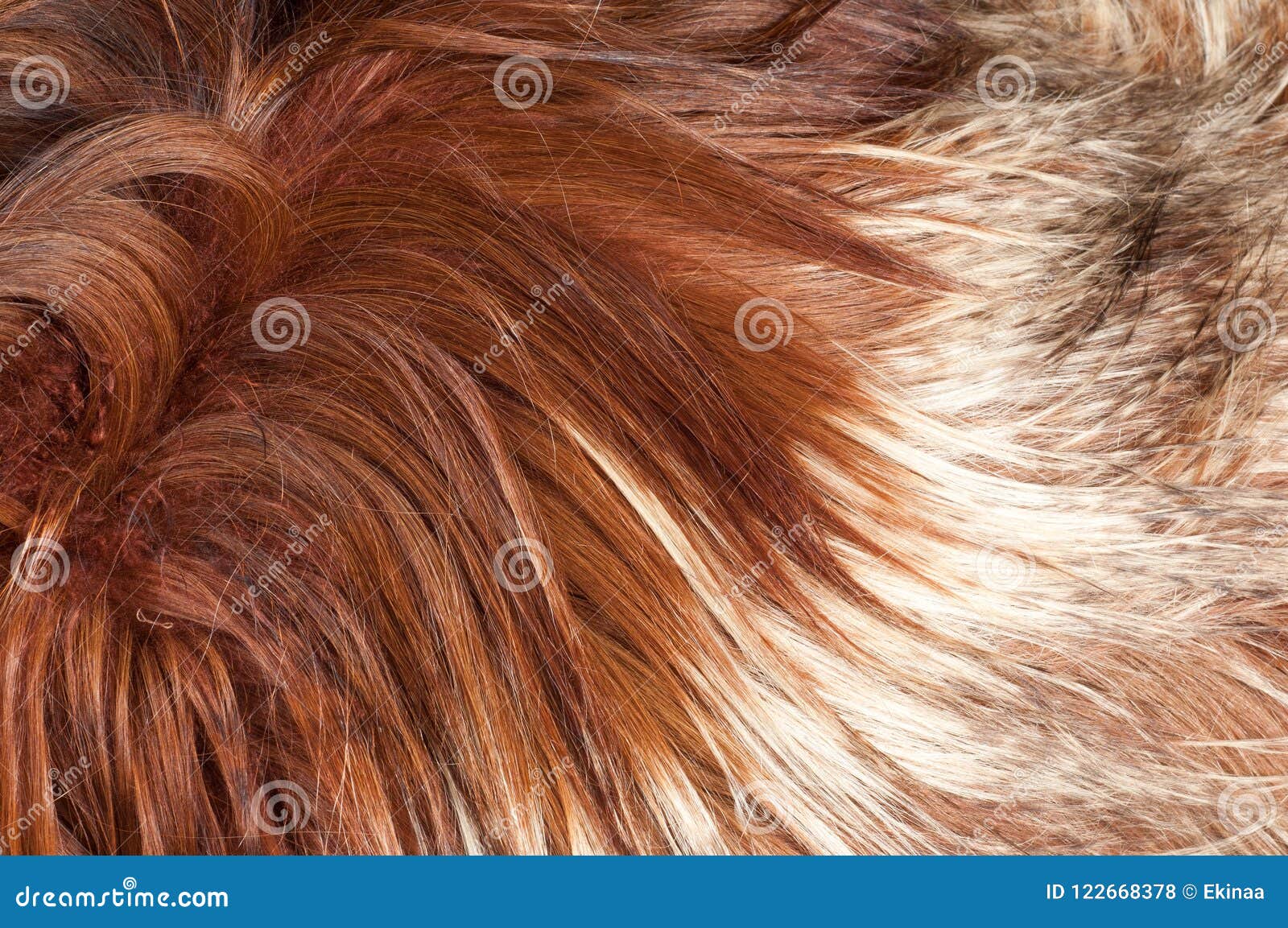 Yak fur. texture stock photo. Image of mountain, brown - 122668378