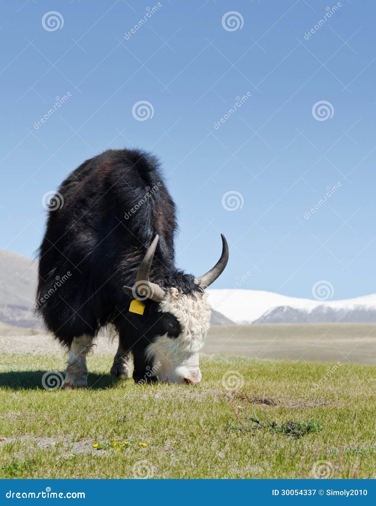 The yak stock image. Image of range, animal, bull, cattle - 30054337
