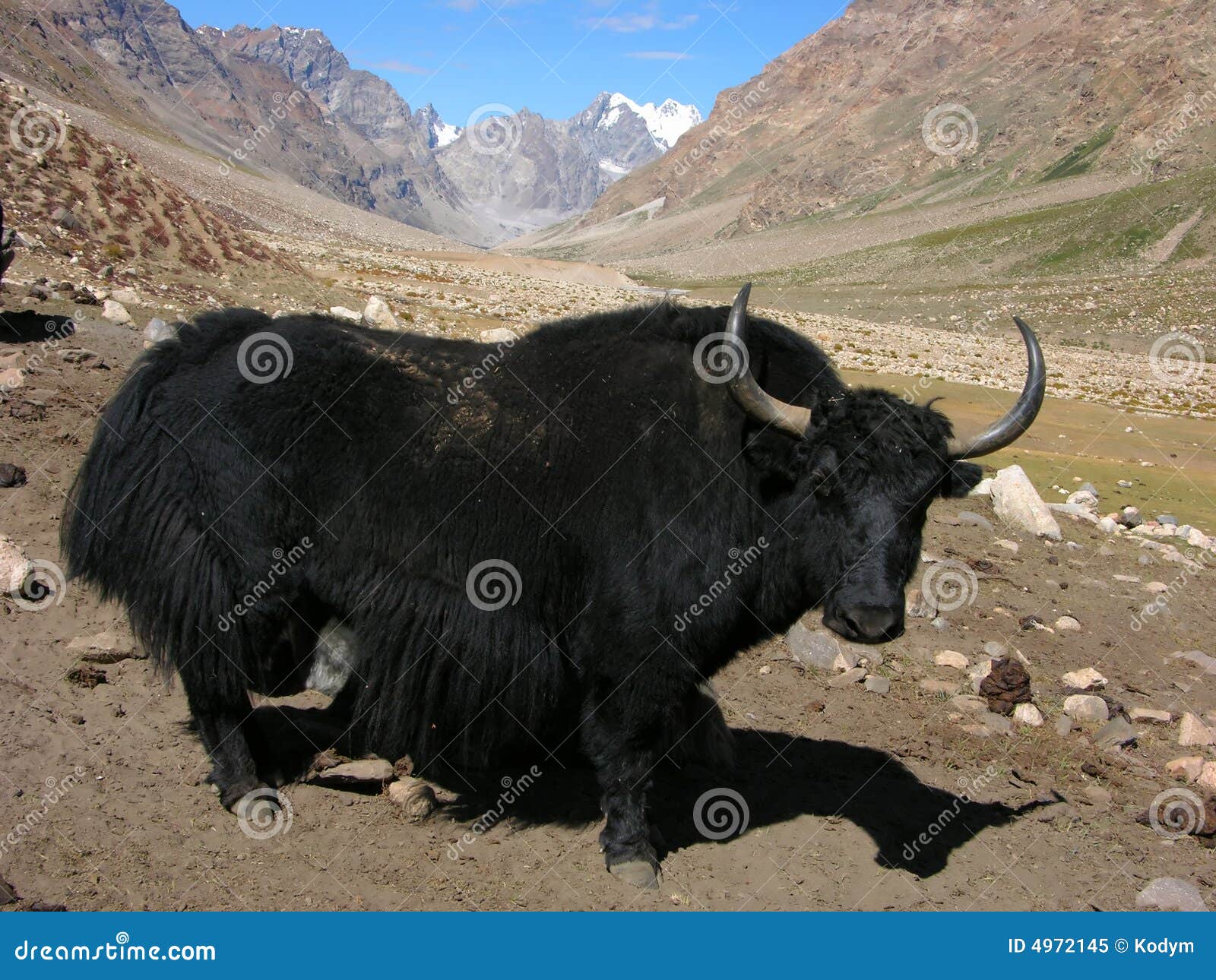 Yak high in mountains stock image. Image of cattle, grass - 4972145