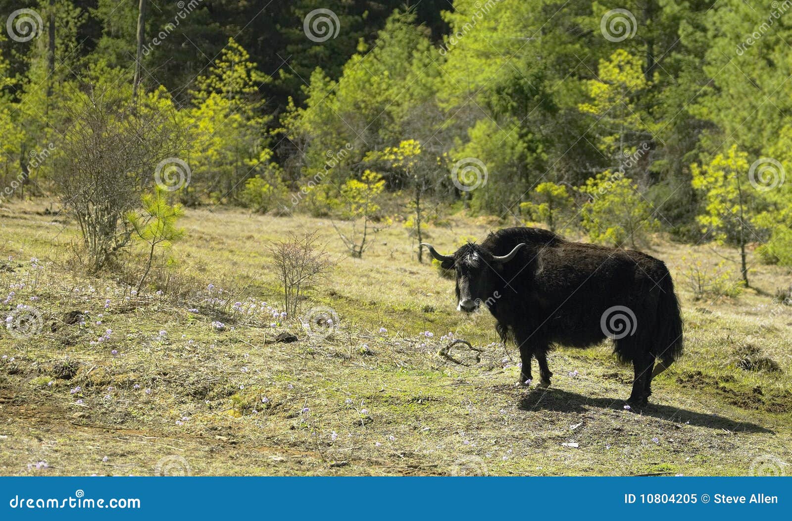 A Yak in the Himalayas - Bhutan Stock Image - Image of travel, standing ...