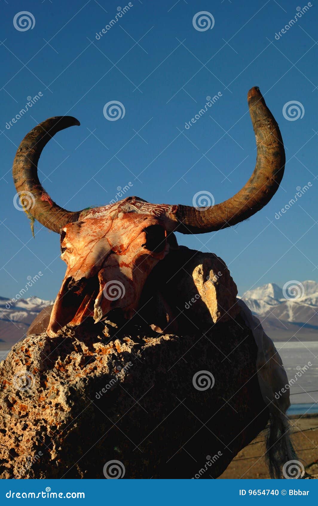 Yak Horn stock photo. Image of skies, skull, bones, background - 9654740
