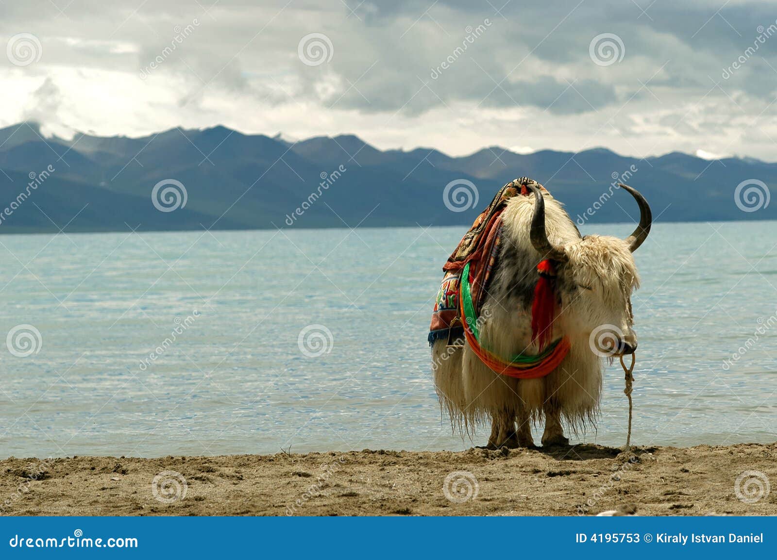 Tibetian Yak Ox Cow Bull Grazing On Mountain Grass, Leaving Poop Stock ...