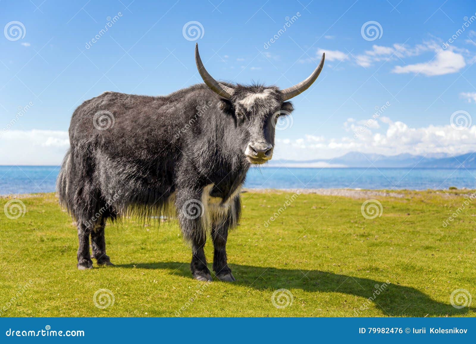 Yak on the lake stock photo. Image of summer, travel - 79982476
