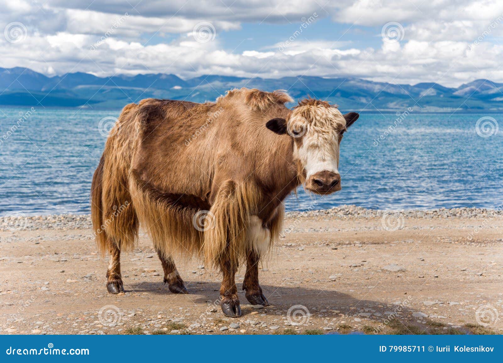 Yak on the lake stock image. Image of grass, mongolia - 79985711