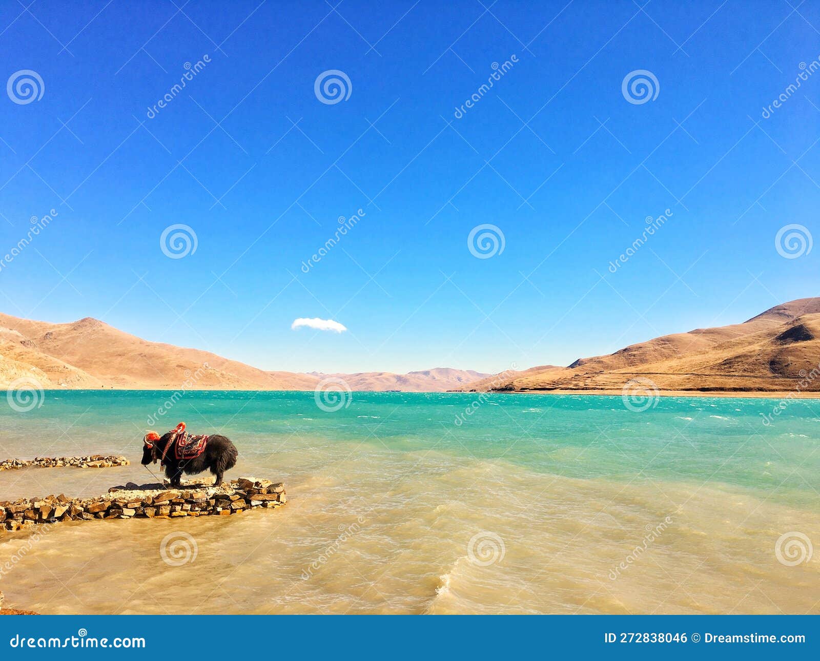 Yak on the lake side stock photo. Image of lake, tibet - 272838046
