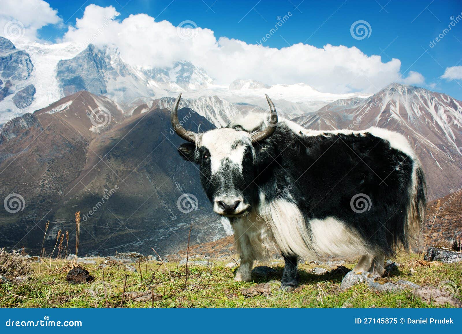Tibetian Yak Ox Cow Bull Grazing On Mountain Grass, Leaving Poop Stock ...
