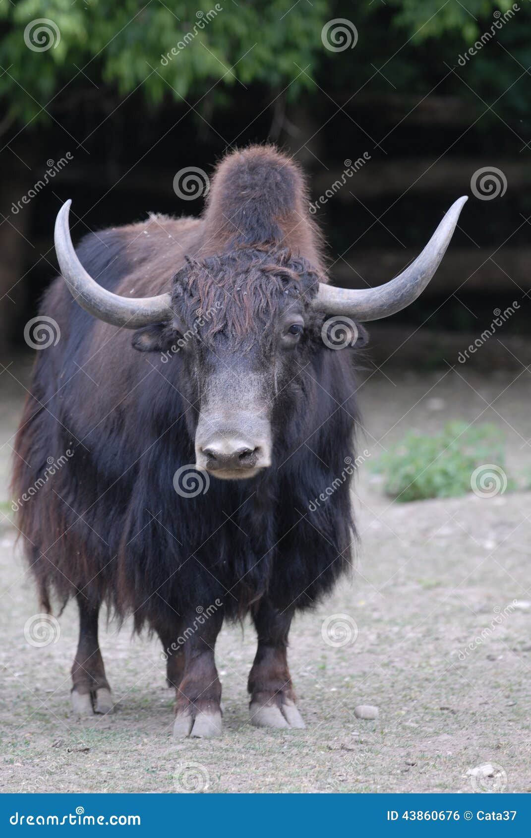 Yak stock photo. Image of adult, calf, mammal, nature - 43860676
