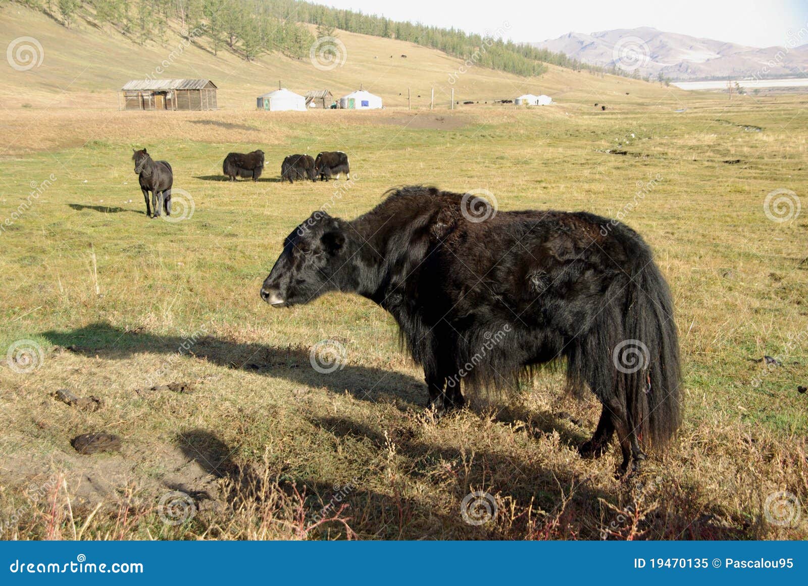 Yak in Mongolia stock image. Image of steppe, farm, rural - 19470135