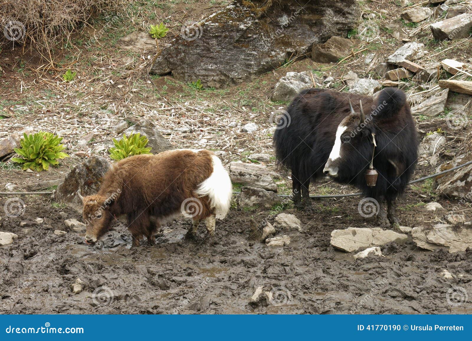 Yak mother with baby stock photo. Image of country, area - 41770190