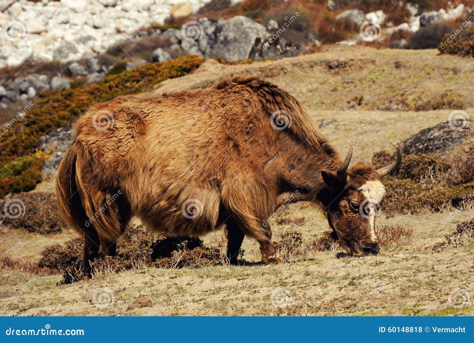 Yak in the Mountains of Nepal Stock Photo - Image of cultivated, rural ...