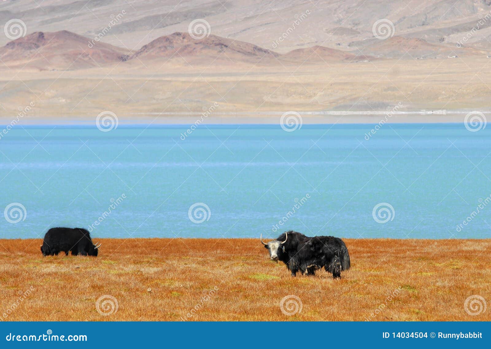 Yak near the lake stock photo. Image of horns, bull, golden - 14034504