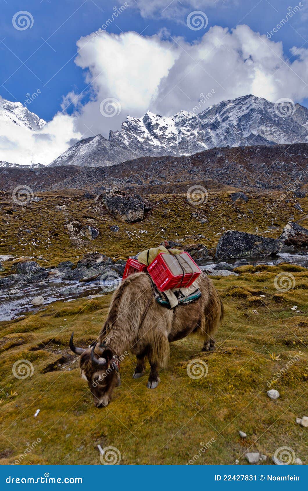 Yak in Nepal stock image. Image of black, fall, eating - 22427831