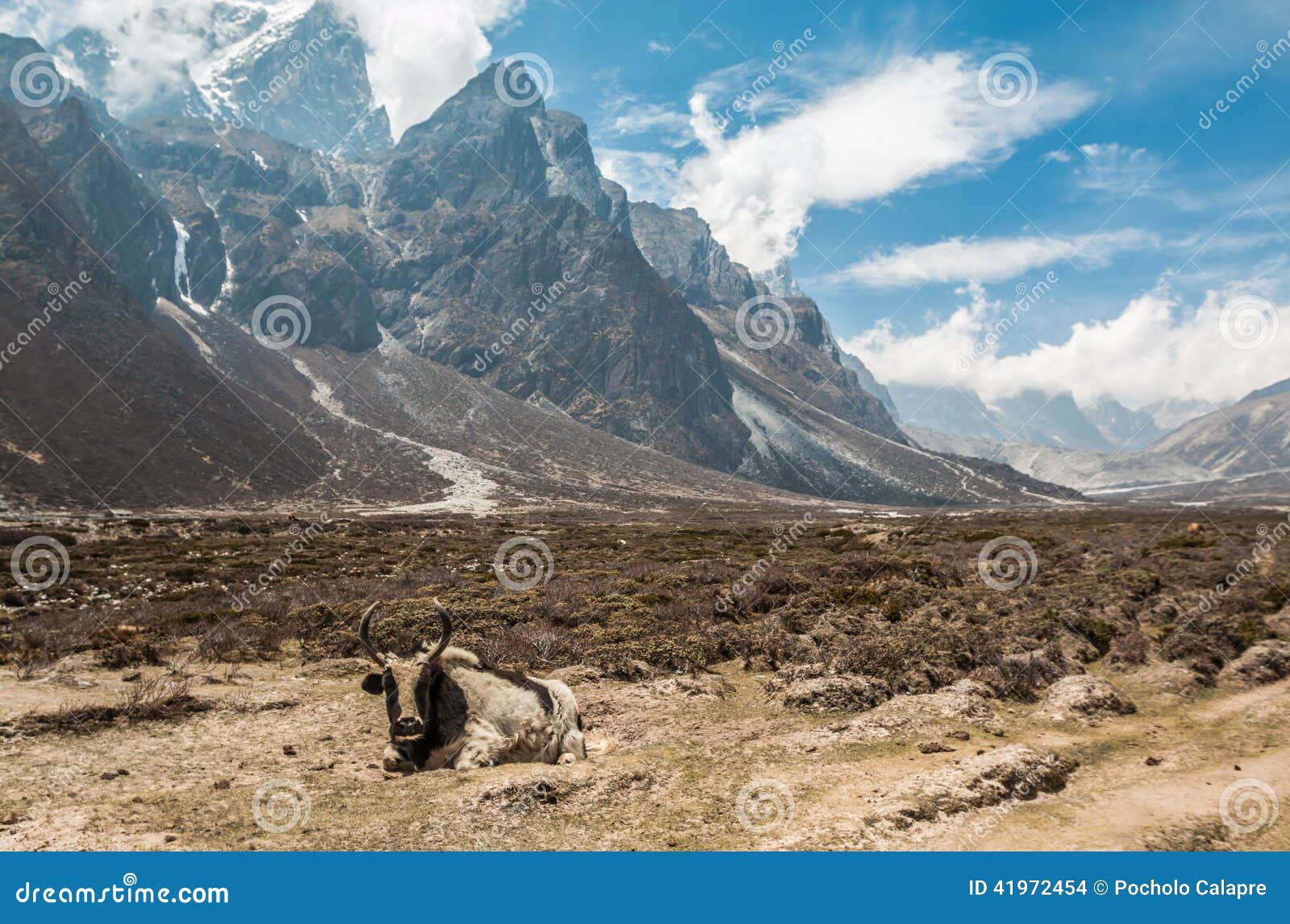 Yak Resting in Everest Nepal Stock Photo - Image of dingboche, mountain ...