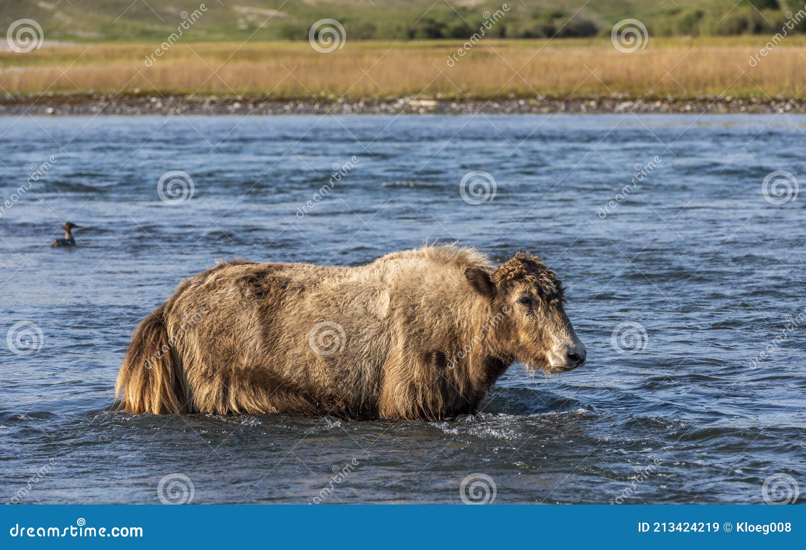Yak in River Mongolia stock image. Image of mongolia - 213424219