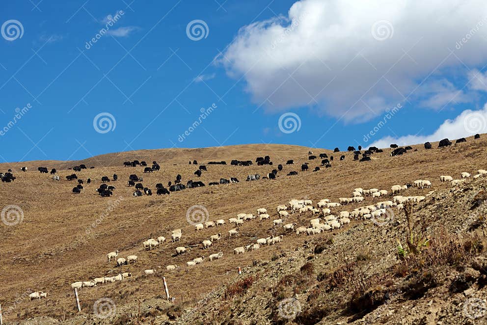 Yak and sheep stock photo. Image of asia, autumn, tibetan - 17377506