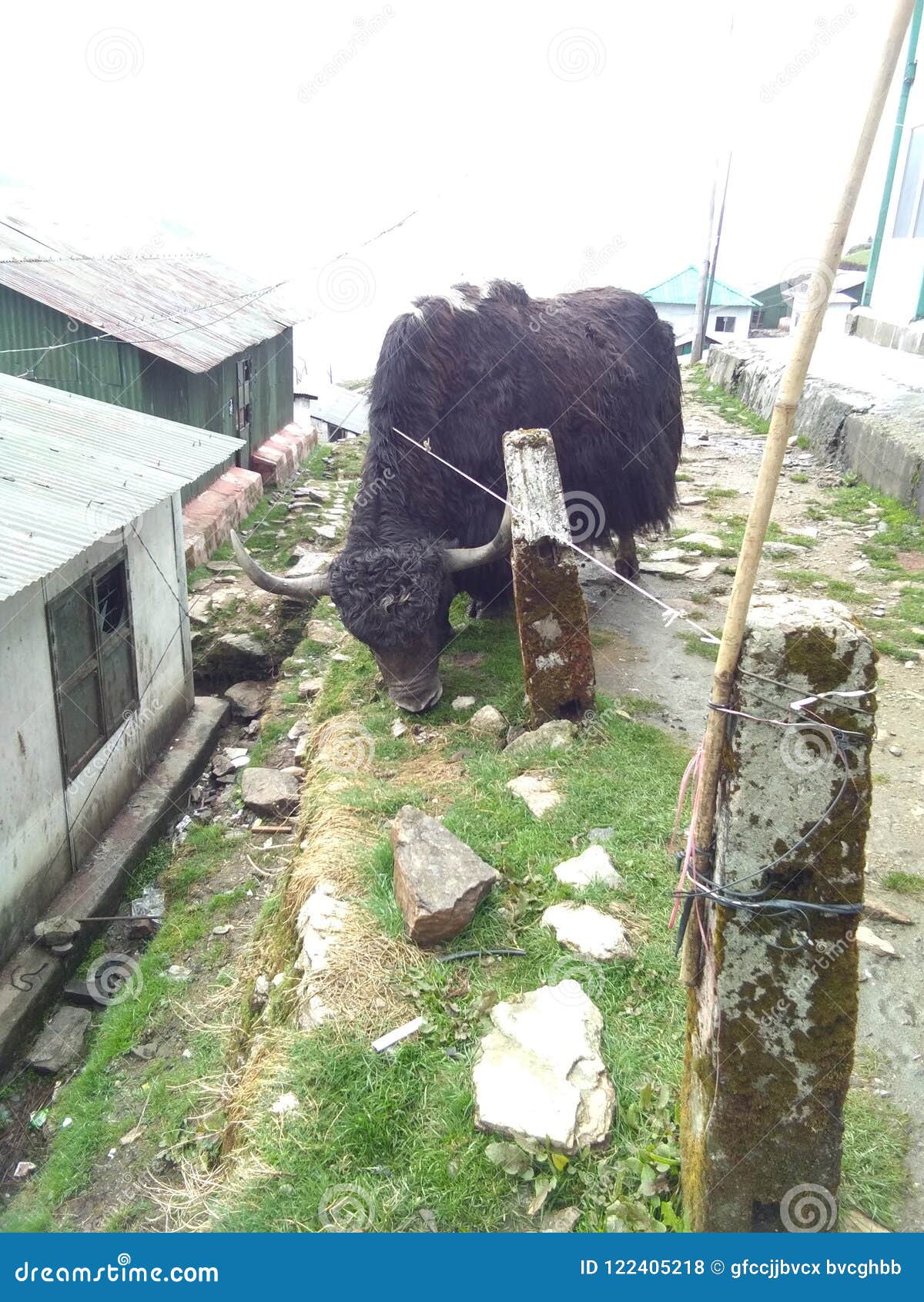 Yak stock photo. Image of life, sikkim, wild, miles - 122405218