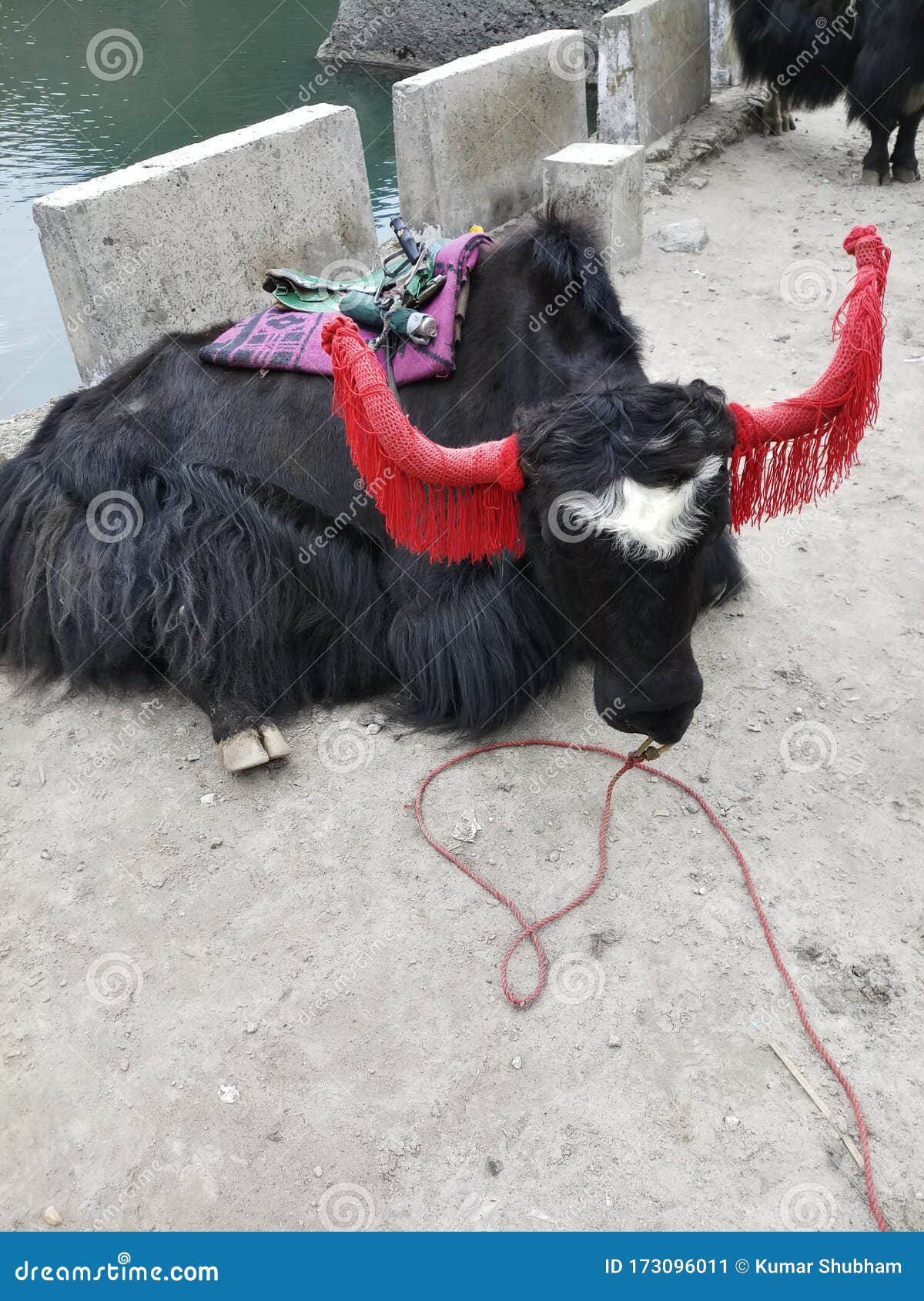Yak stock image. Image of changu, sitting, lake, beauty - 173096011