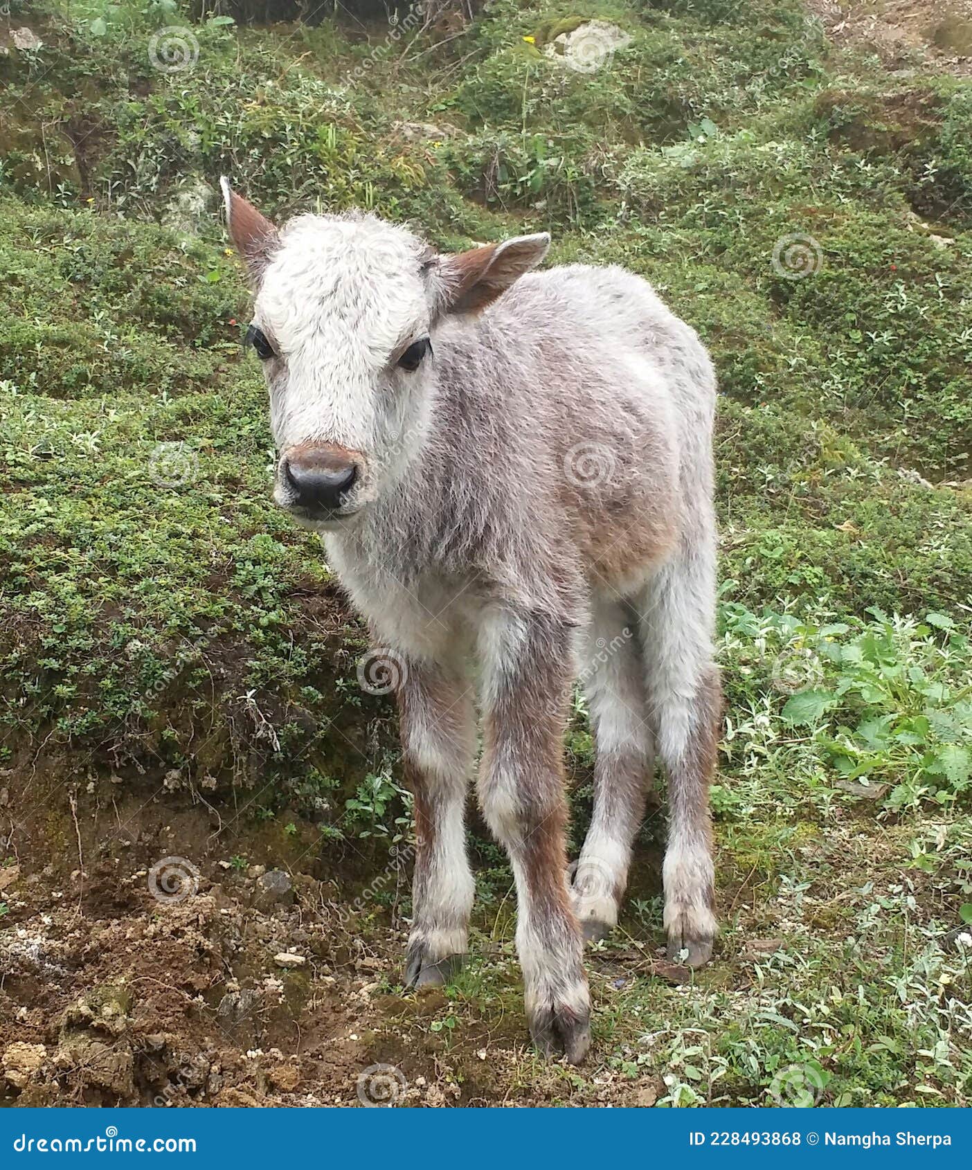 Yak small babby stock photo. Image of small, smallbabby - 228493868