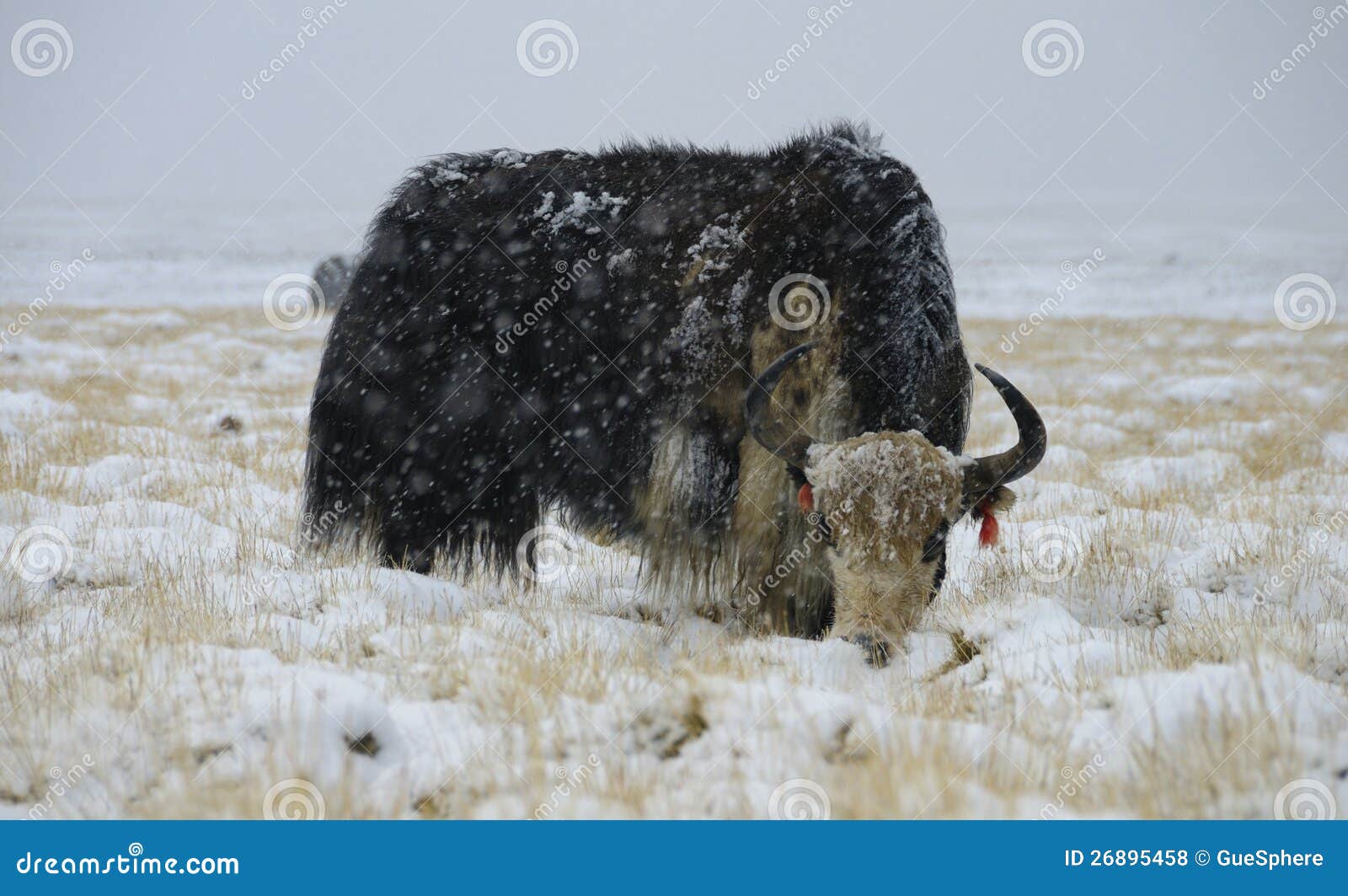 Yak in Snowstorm stock photo. Image of snow, snowstorm - 26895458