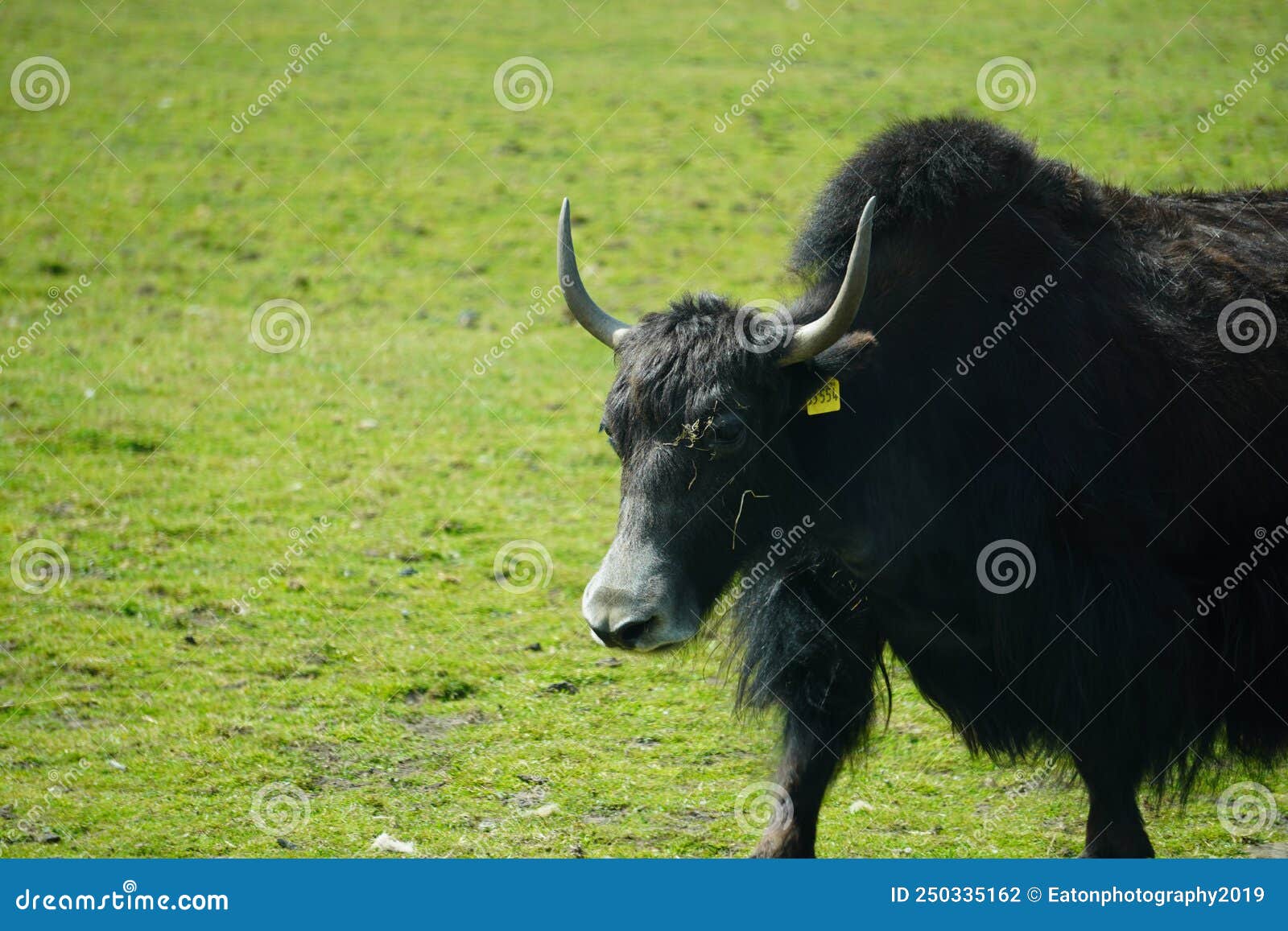 Yak in the sun stock photo. Image of face, bovinae, artiodactyla ...