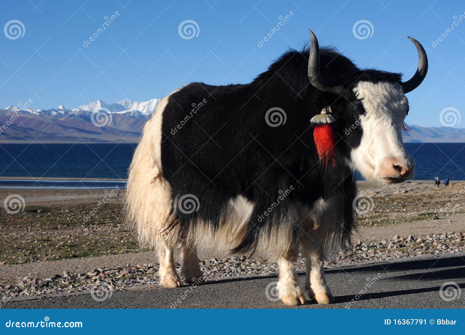 Yak in Tibet stock image. Image of lhasa, bell, blue - 16367791